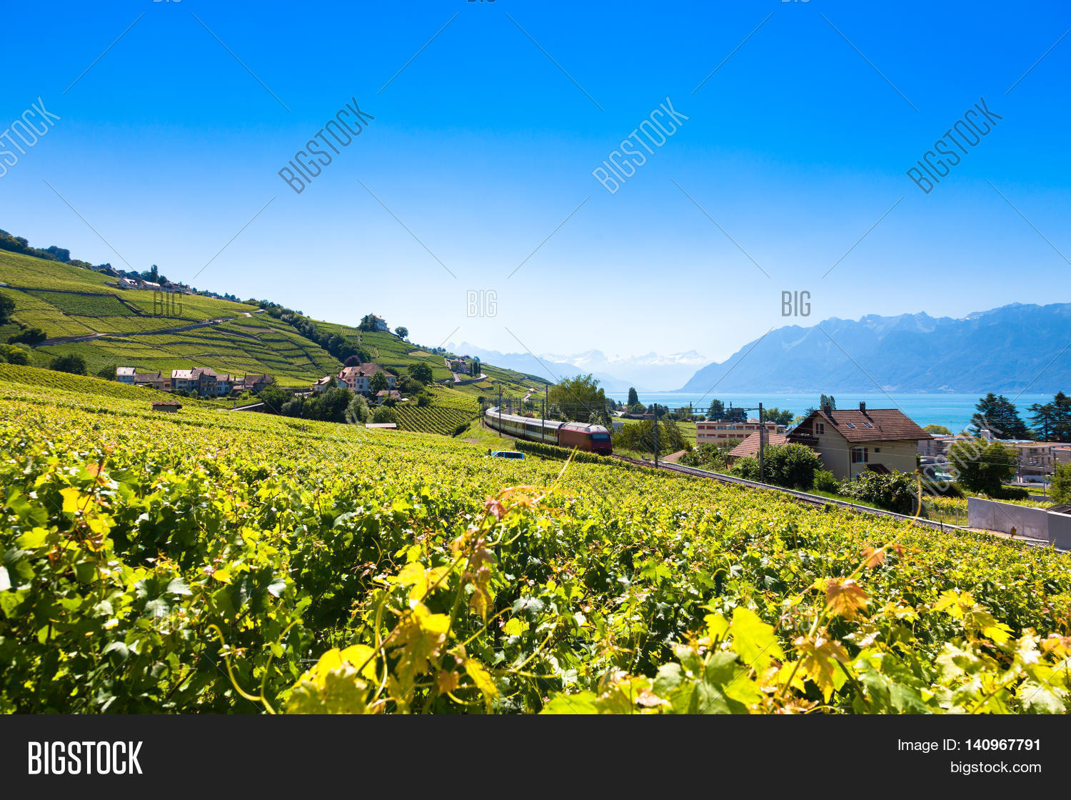 Vineyards Lavaux Image & Photo (Free Trial) | Bigstock