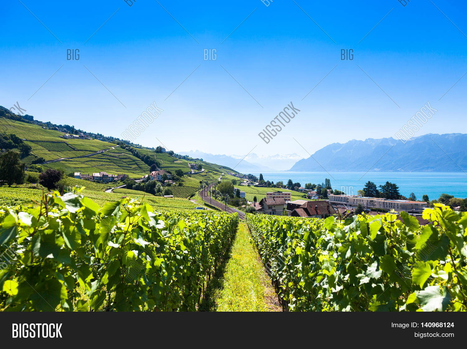 Vineyards Lavaux Image & Photo (Free Trial) | Bigstock