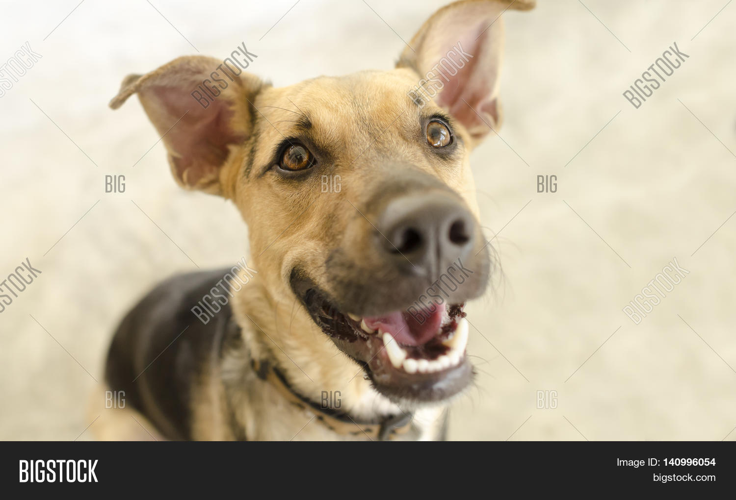 Happy Dog Isolated Image & Photo (Free Trial) | Bigstock