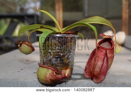 Beautiful Pitcher Image & Photo (Free Trial) | Bigstock