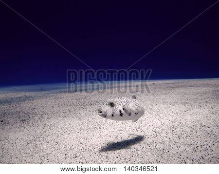 White Fish On Sand Image & Photo (Free Trial) | Bigstock