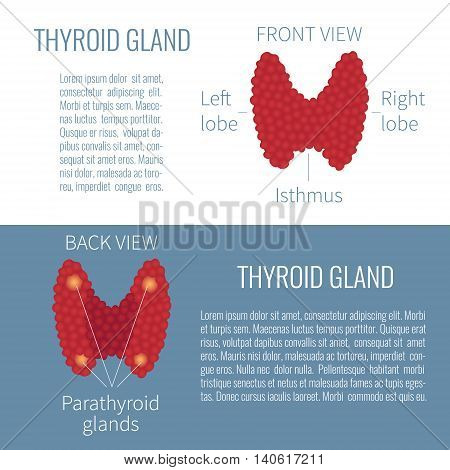 Thyroid Gland Front Vector & Photo (Free Trial) | Bigstock