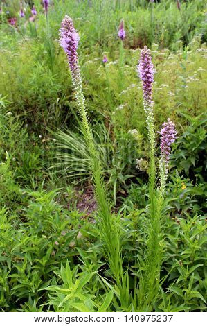 Native Midwest USA Image & Photo (Free Trial) | Bigstock