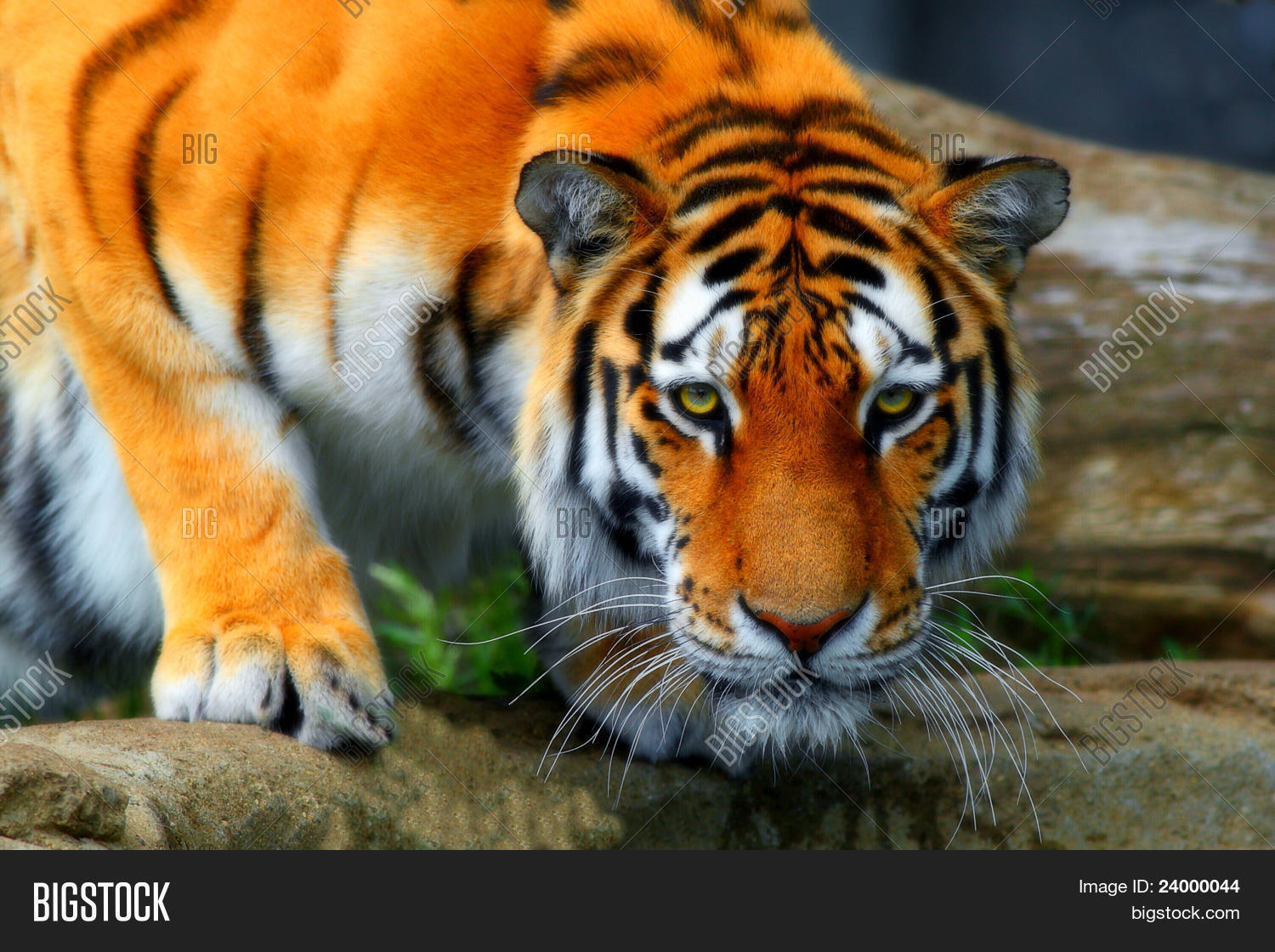 Asian Tiger Image & Photo (Free Trial) | Bigstock