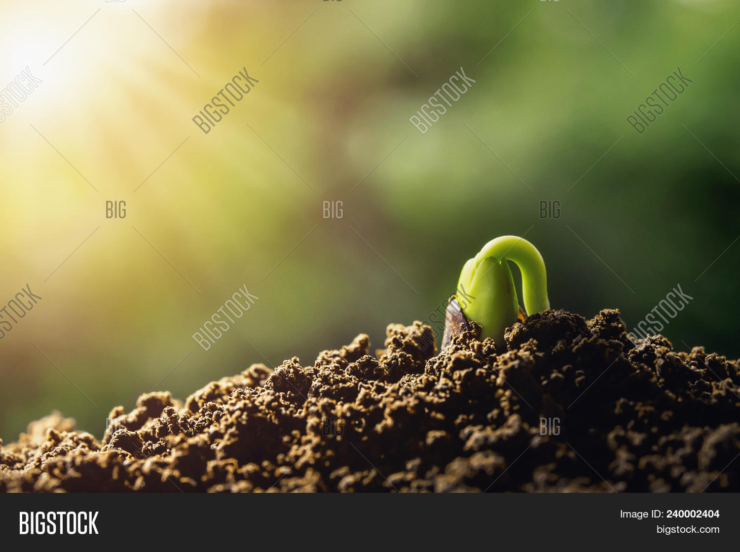 Agriculture. Plant Image & Photo (Free Trial) | Bigstock
