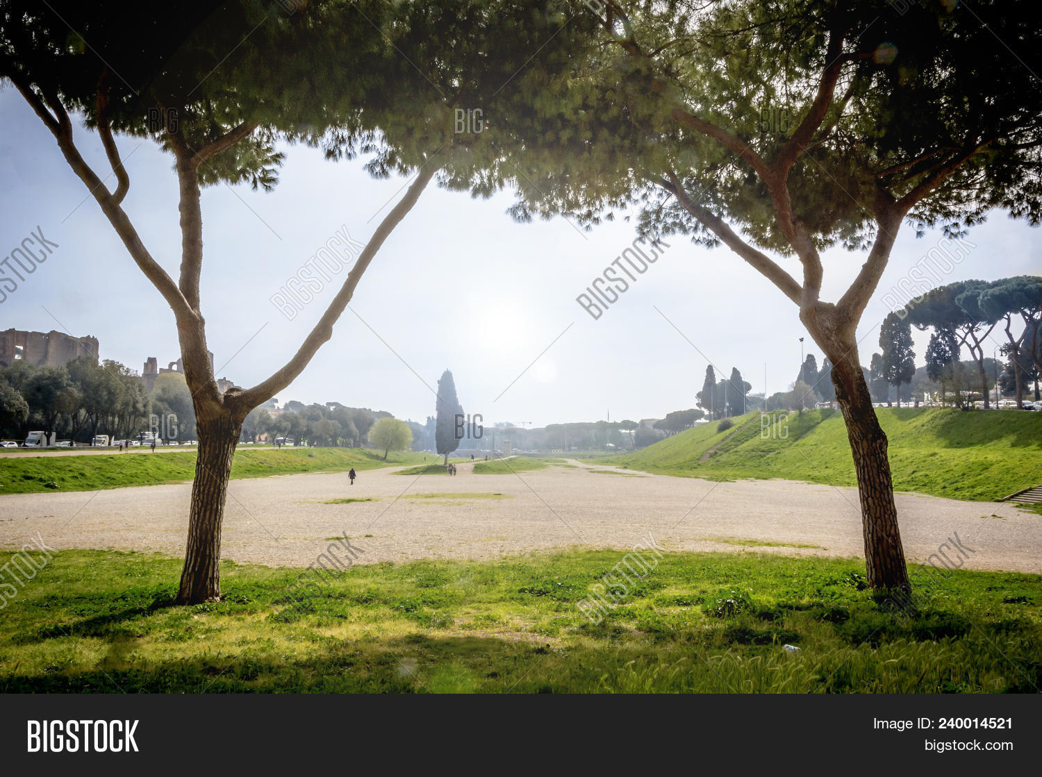 Two Roman Pine Trees Image & Photo (Free Trial) | Bigstock