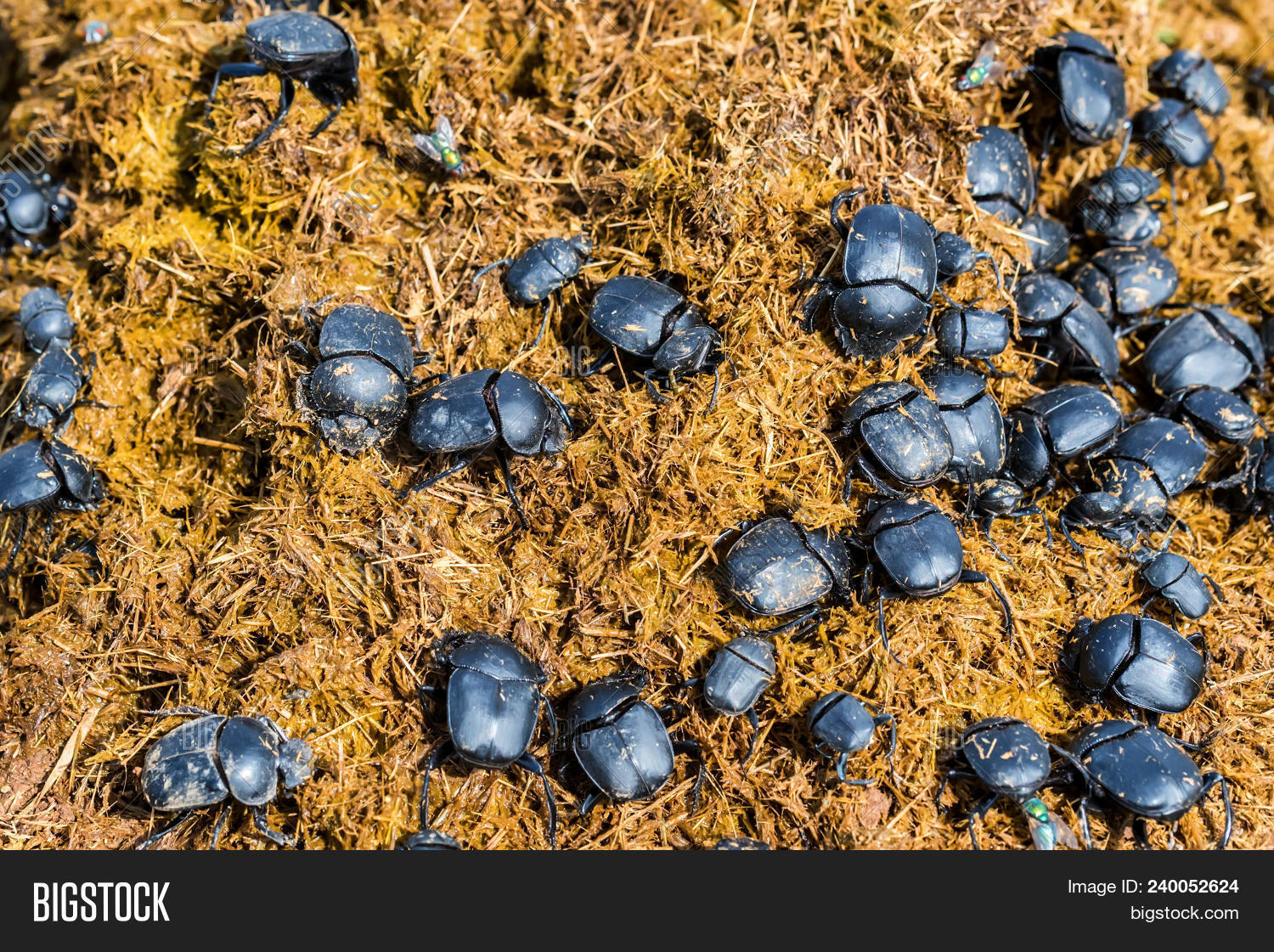 Close Group Scarabaeus Image & Photo (Free Trial) | Bigstock