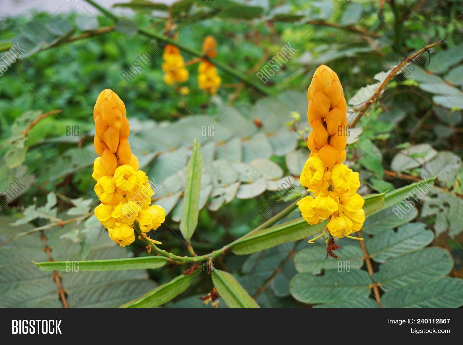 Close Yellow Senna Image & Photo (Free Trial) | Bigstock