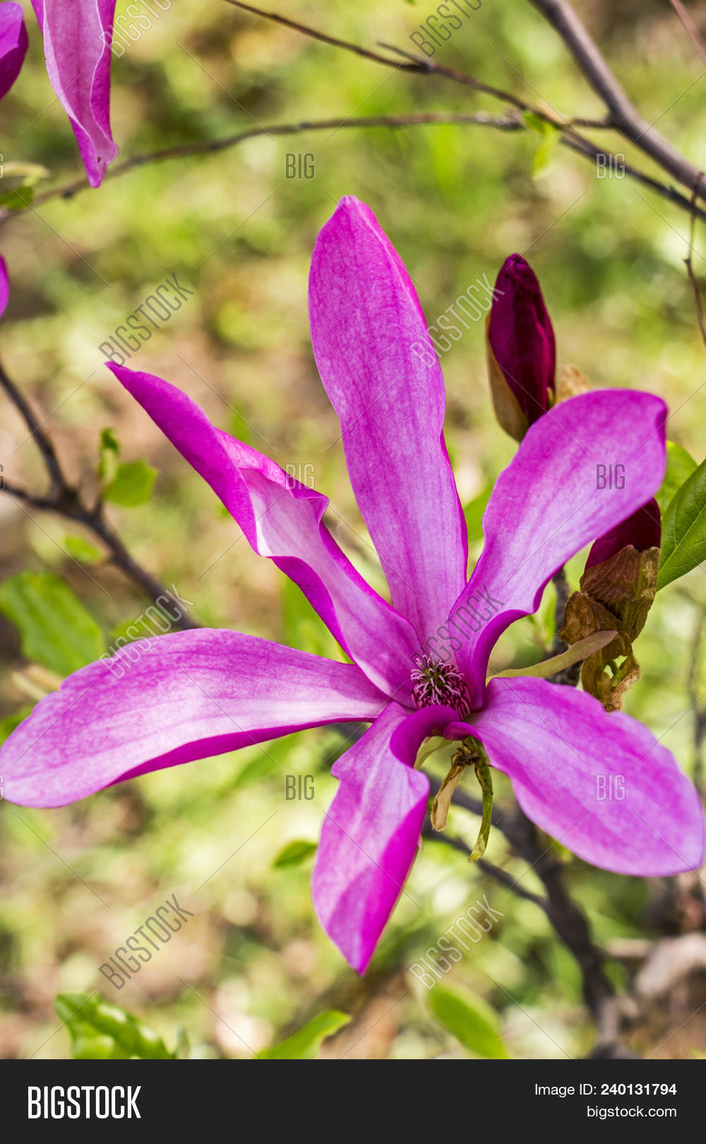 Close- Purple Magnolia Image & Photo (Free Trial) | Bigstock