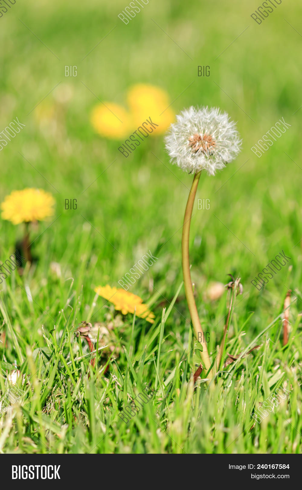 Close Single Dandilion Image & Photo (Free Trial) | Bigstock