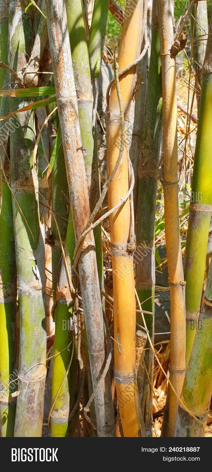 Bamboo Trunk Image & Photo (Free Trial) | Bigstock