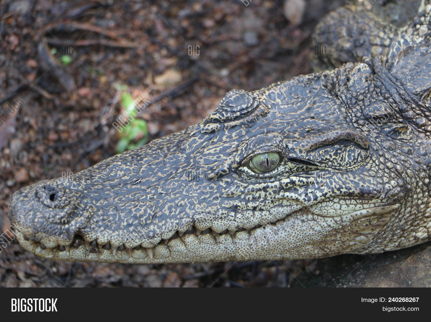 Crocodile Wild, Image & Photo (Free Trial) | Bigstock