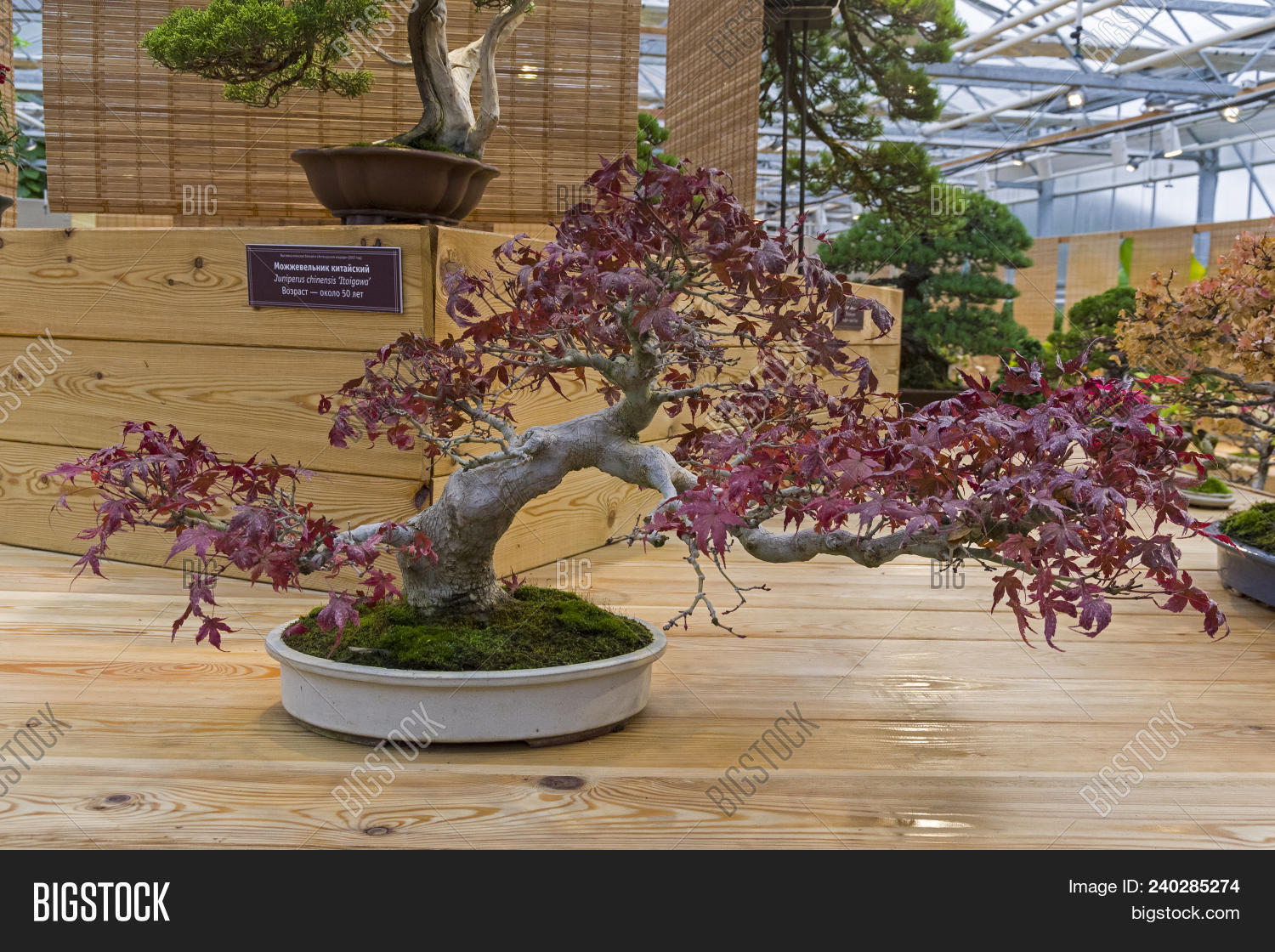 Bonsai - Japanese Image & Photo (Free Trial) | Bigstock
