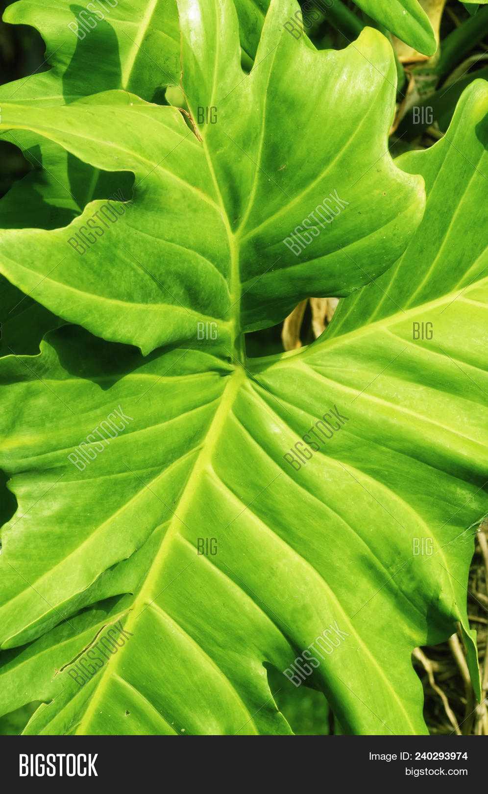 Large Leaves Lacy Tree Image & Photo (Free Trial) | Bigstock
