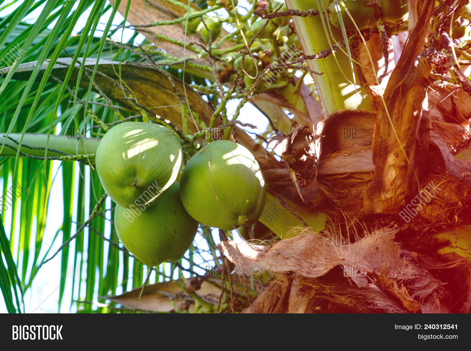 Detail Coconut Palm Image & Photo (Free Trial) | Bigstock