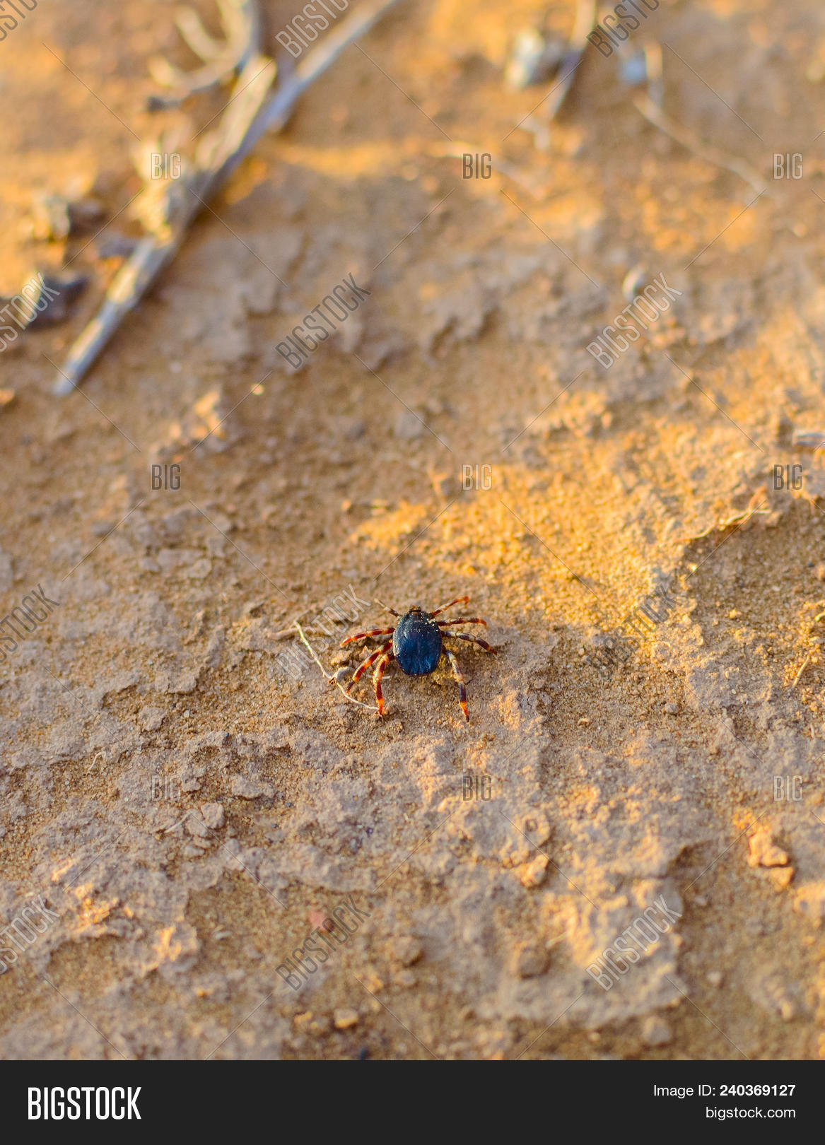 Hyalomma Tick Ixodidae Image & Photo (Free Trial) | Bigstock