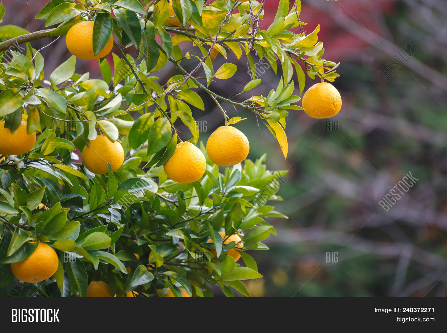Oranges Hanging Tree. Image & Photo (Free Trial) | Bigstock