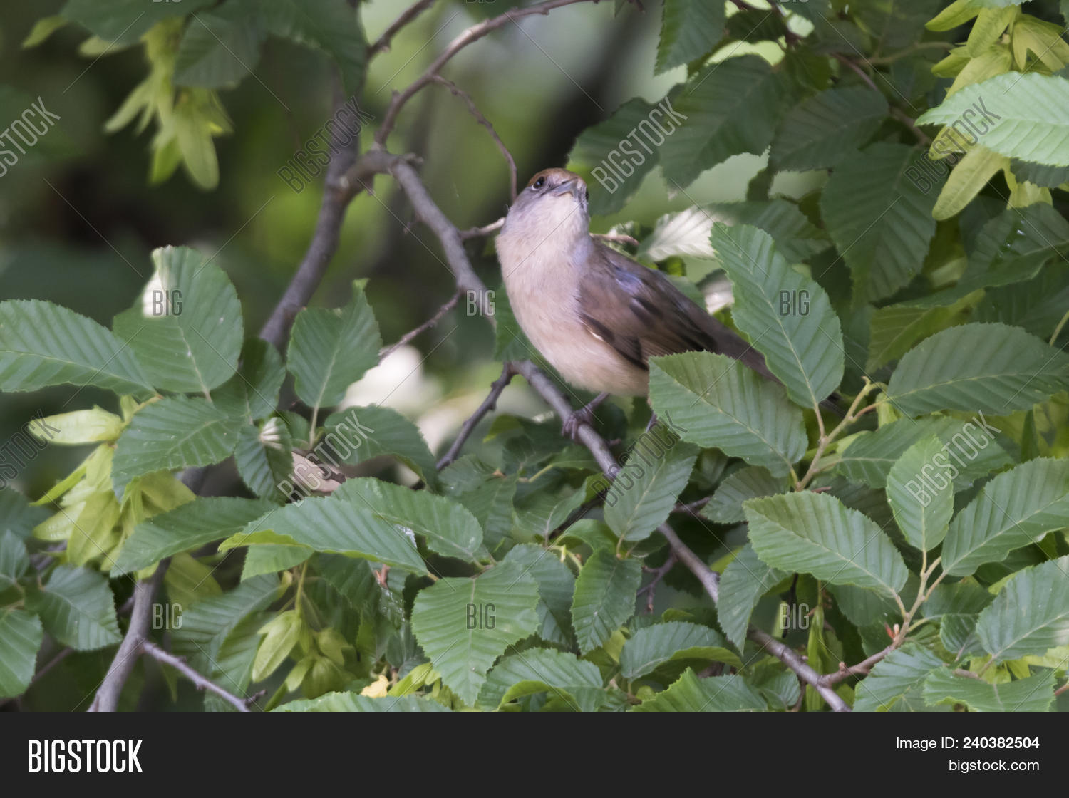 Female Blackcap On Image & Photo (Free Trial) | Bigstock