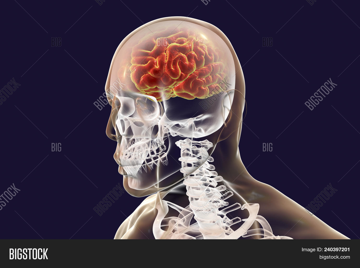 Human Brain Image & Photo (Free Trial) | Bigstock