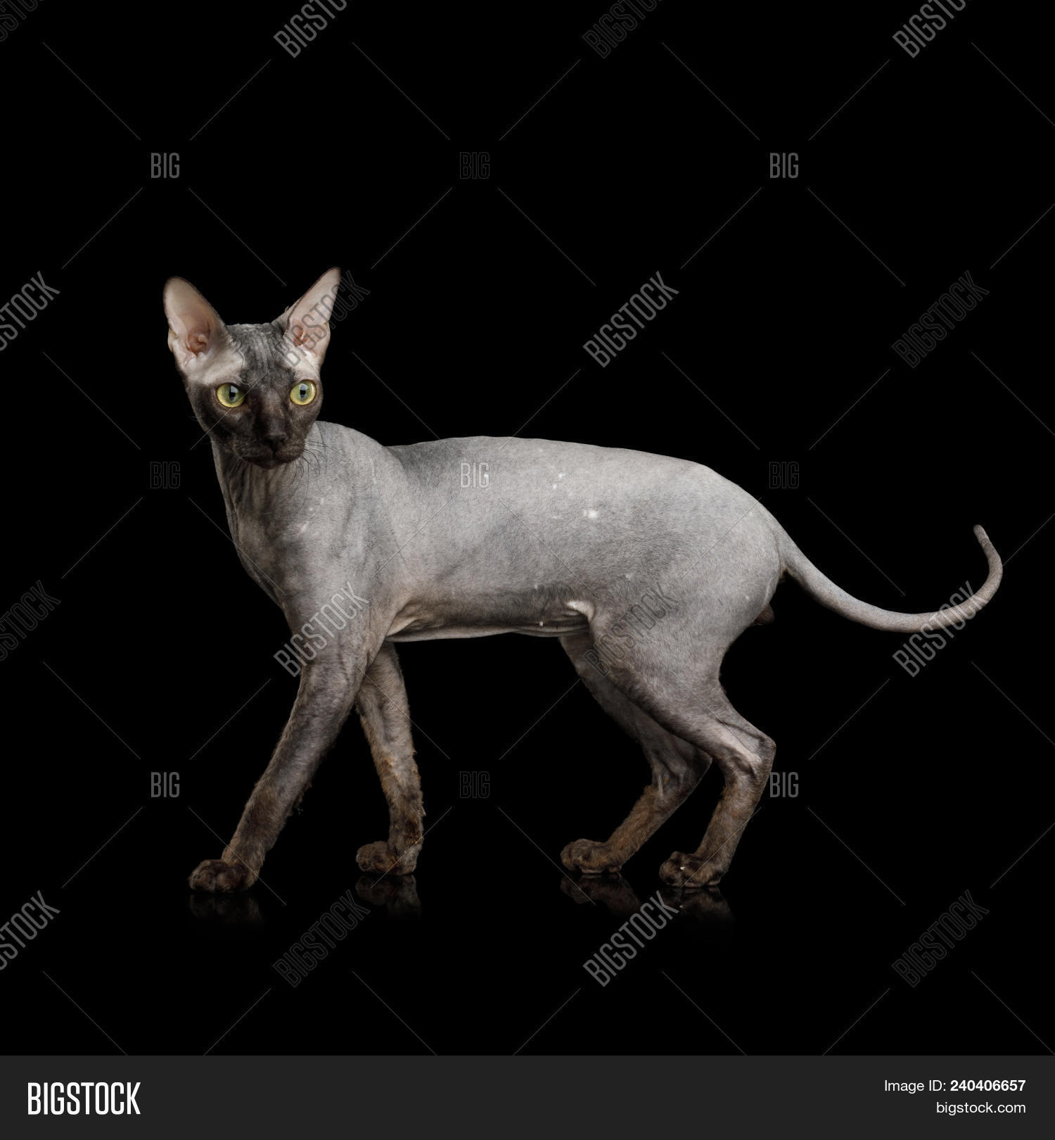 Cat Side View Walking