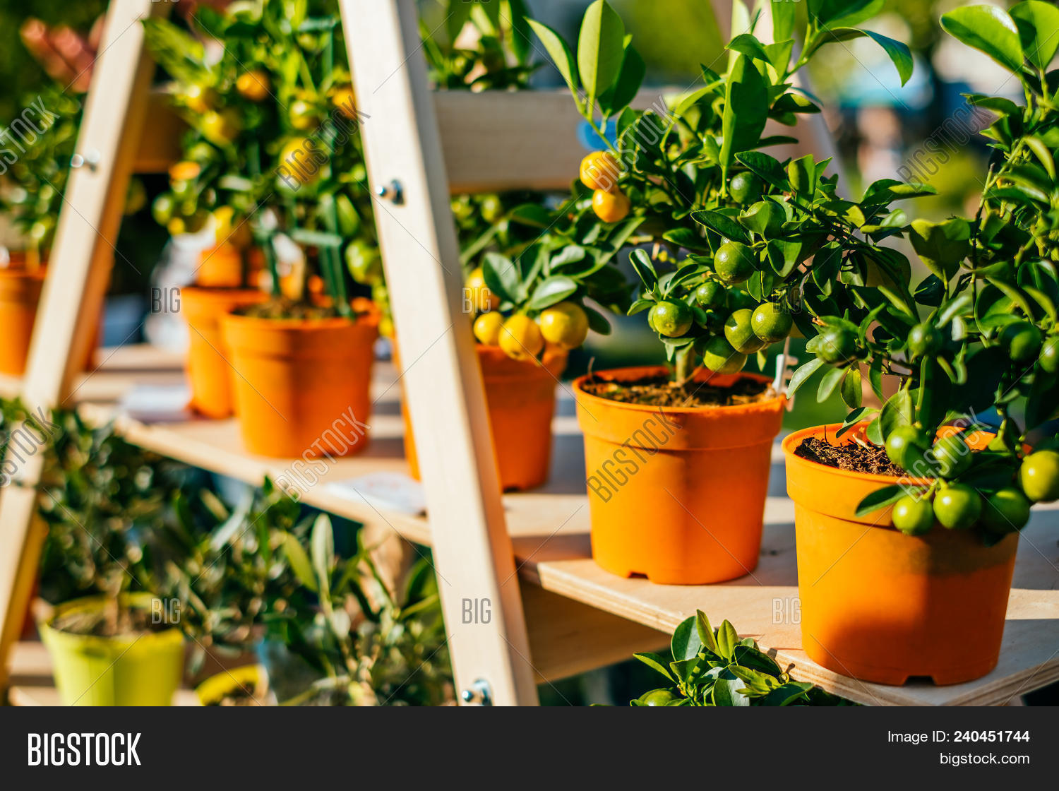 Beautiful Mandarin Image & Photo (Free Trial) | Bigstock