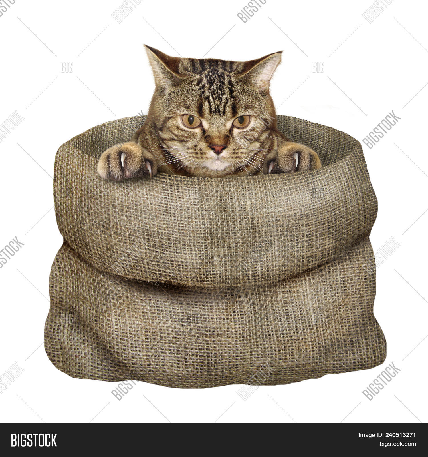 Cat Inside Big Rag Image & Photo (Free Trial) | Bigstock