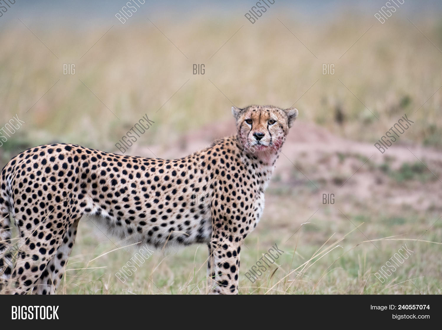 Cheetah Yawning Blood Image & Photo (Free Trial) | Bigstock