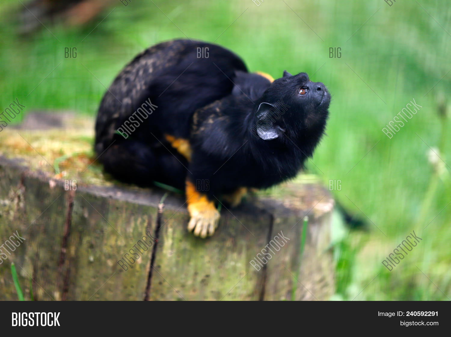 Full Body Red-handed Image & Photo (Free Trial) | Bigstock