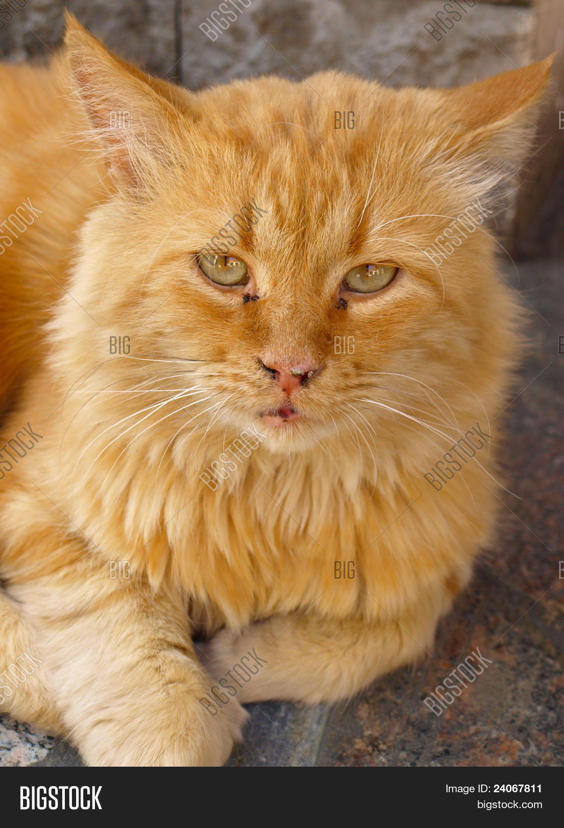 Ginger Cat Image & Photo (Free Trial) | Bigstock