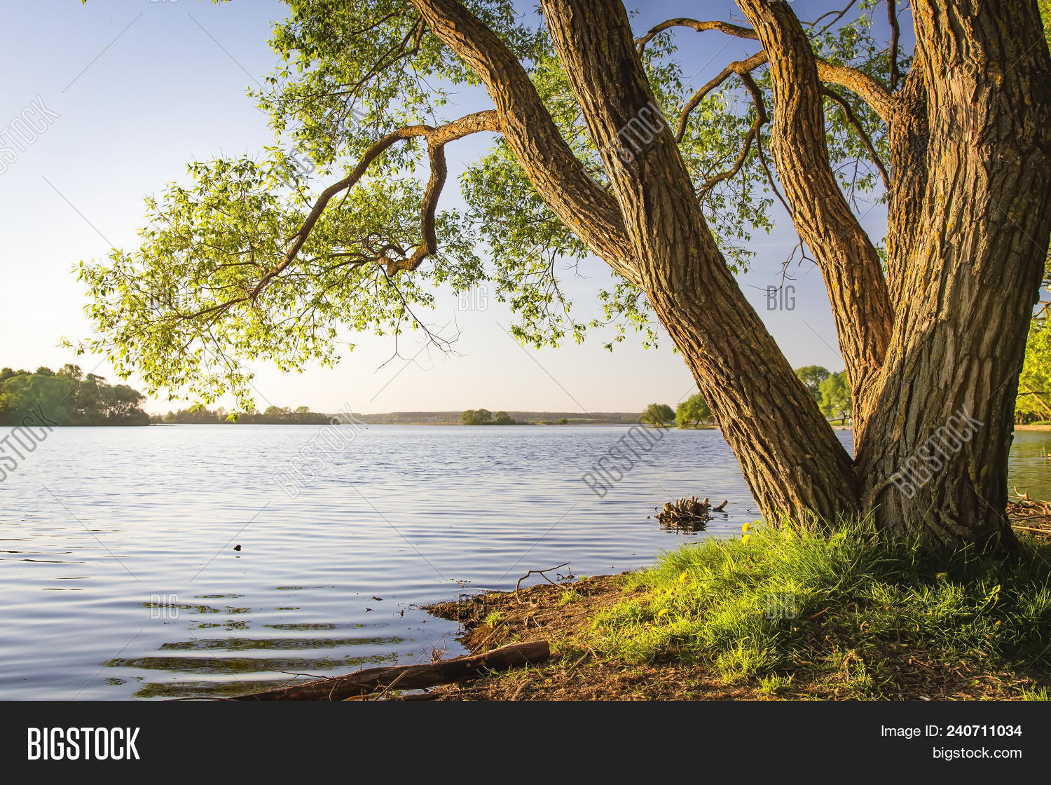 Scenic Tree On Shore Image & Photo (Free Trial) | Bigstock