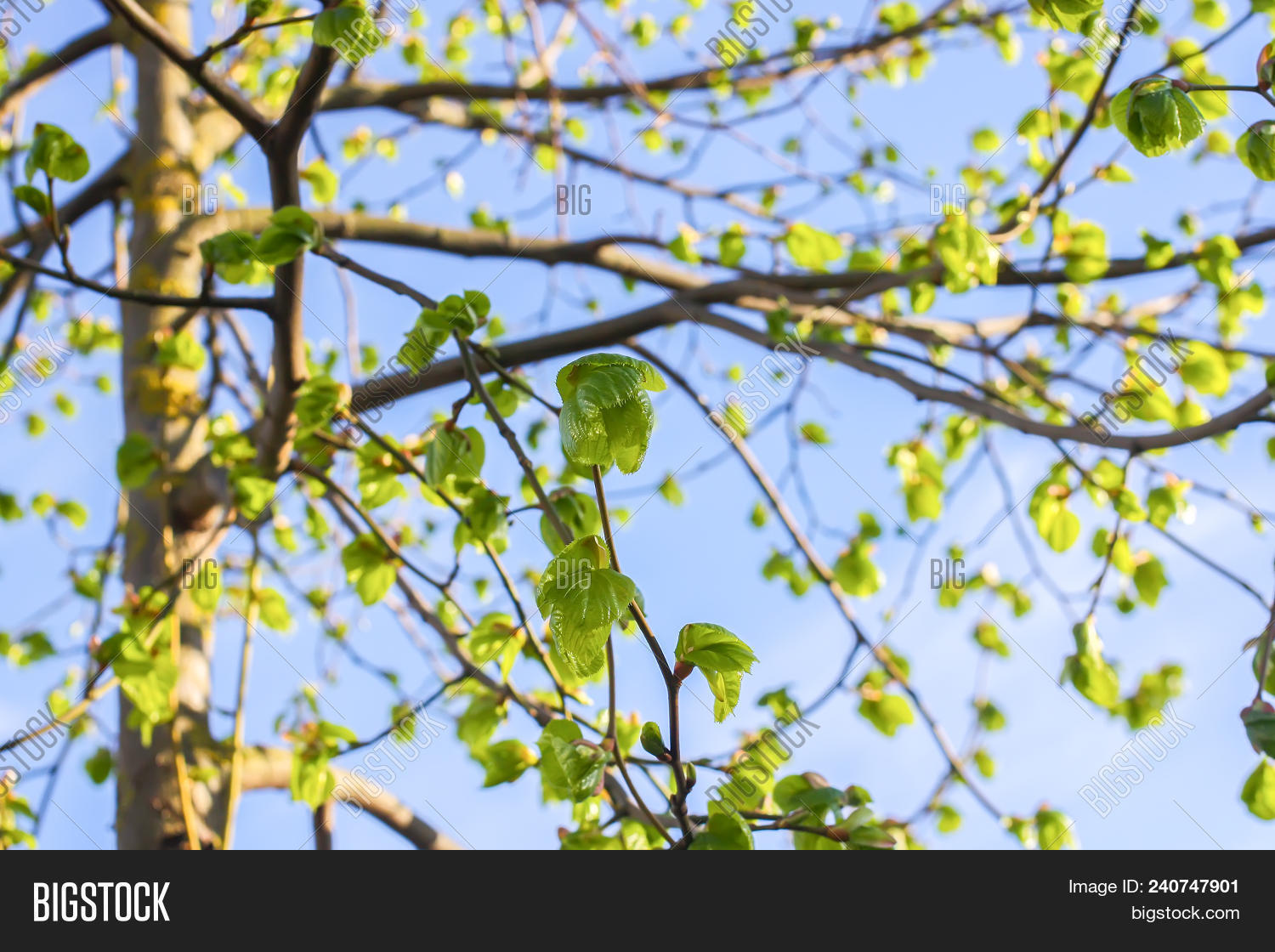 Green Branches Spring Image & Photo (Free Trial) | Bigstock