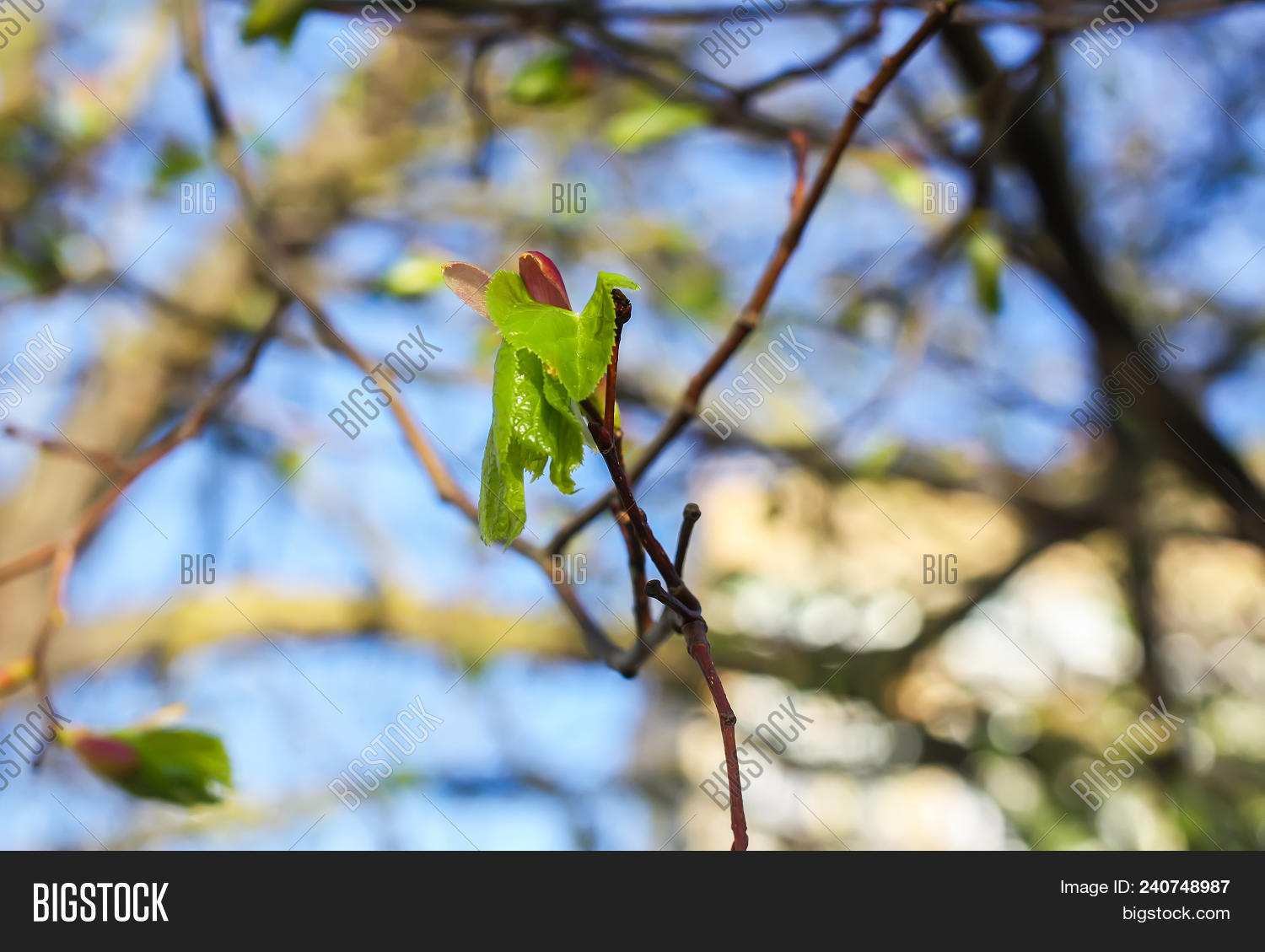 Green Branches Spring Image & Photo (Free Trial) | Bigstock