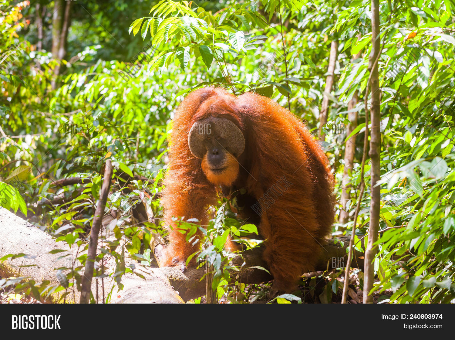 Portrait Male Sumatran Image & Photo (Free Trial) | Bigstock