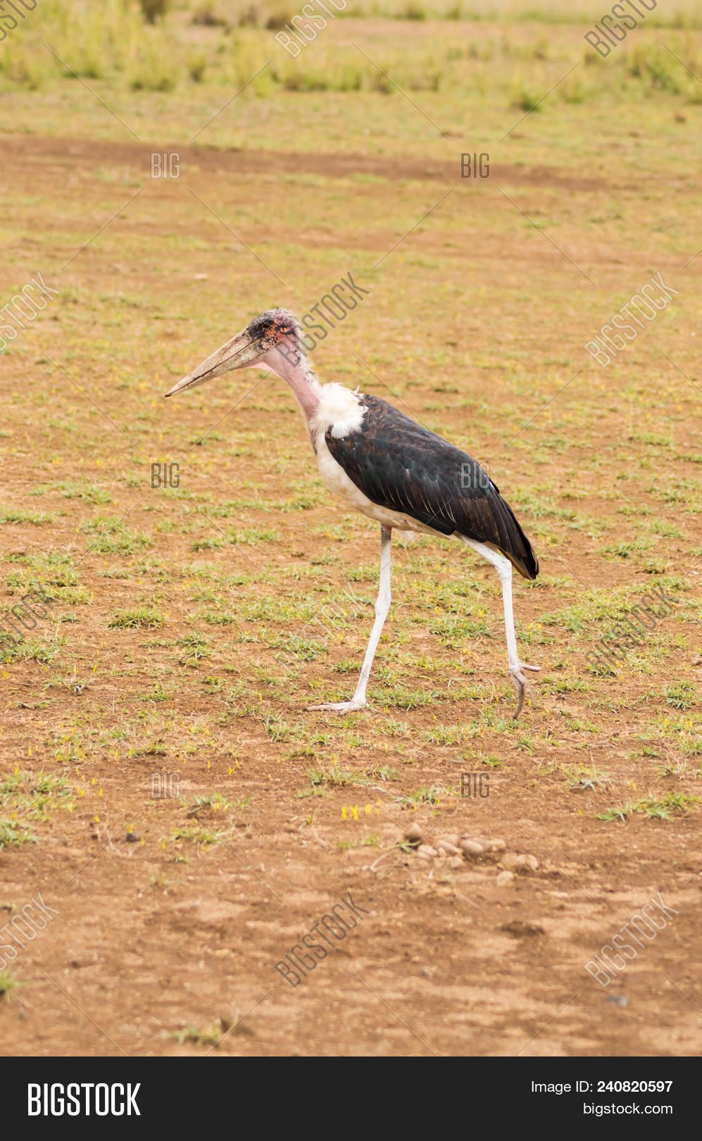 Isolated Marabou Image & Photo (Free Trial) | Bigstock