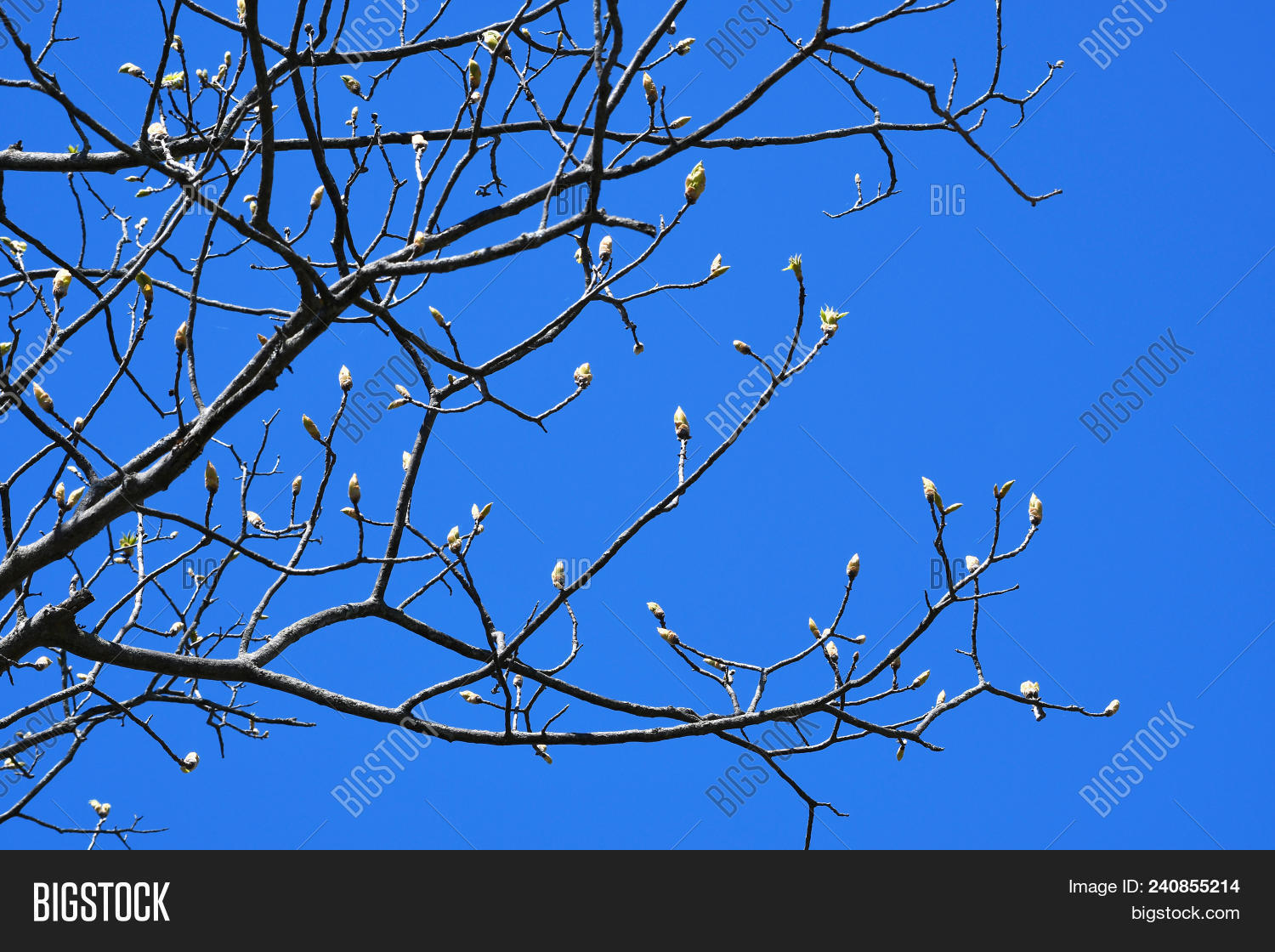 Hickory Tree Buds Image & Photo (Free Trial) | Bigstock