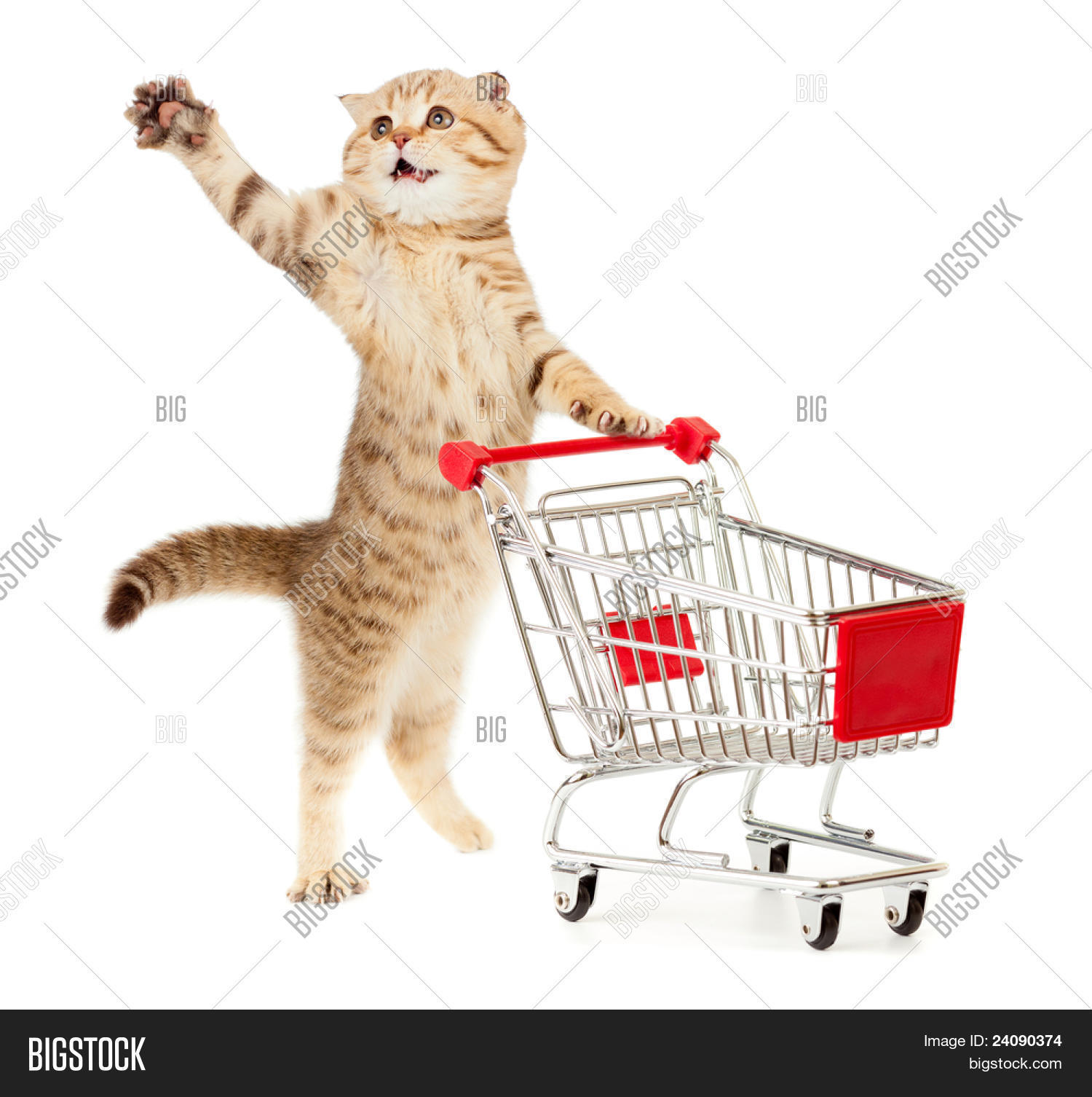 Cat Shopping Cart Image & Photo (Free Trial) | Bigstock