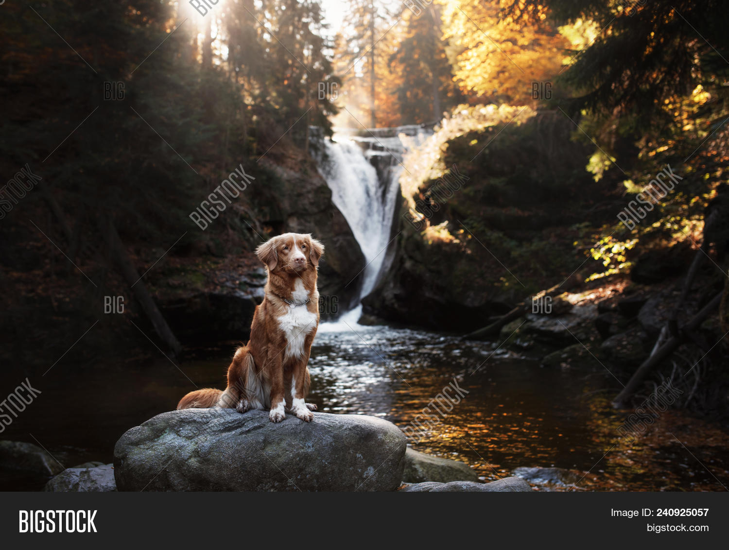 Dog By Waterfall. Pet Image & Photo (Free Trial) | Bigstock