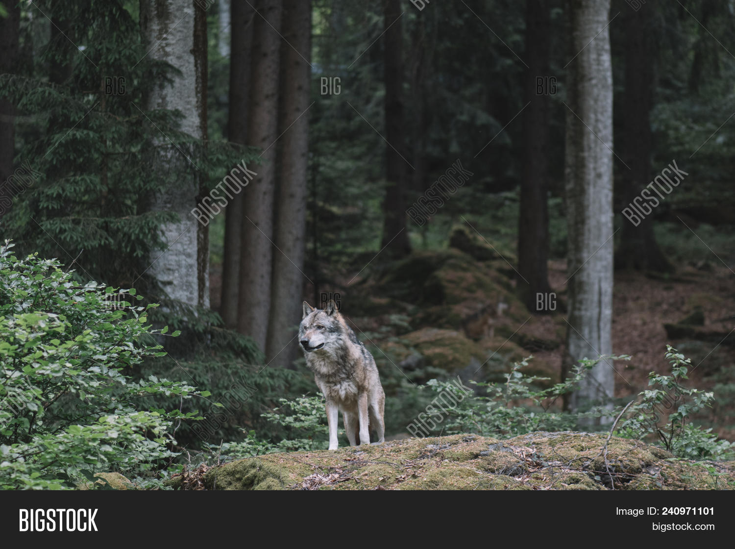 Wolf Forest Image & Photo (Free Trial) | Bigstock