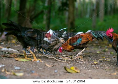 Traditional Rooster Image & Photo (Free Trial) | Bigstock