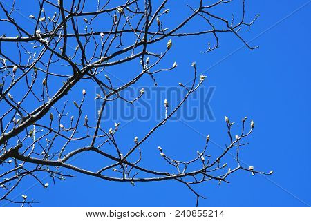 Hickory Tree Buds Image & Photo (Free Trial) | Bigstock