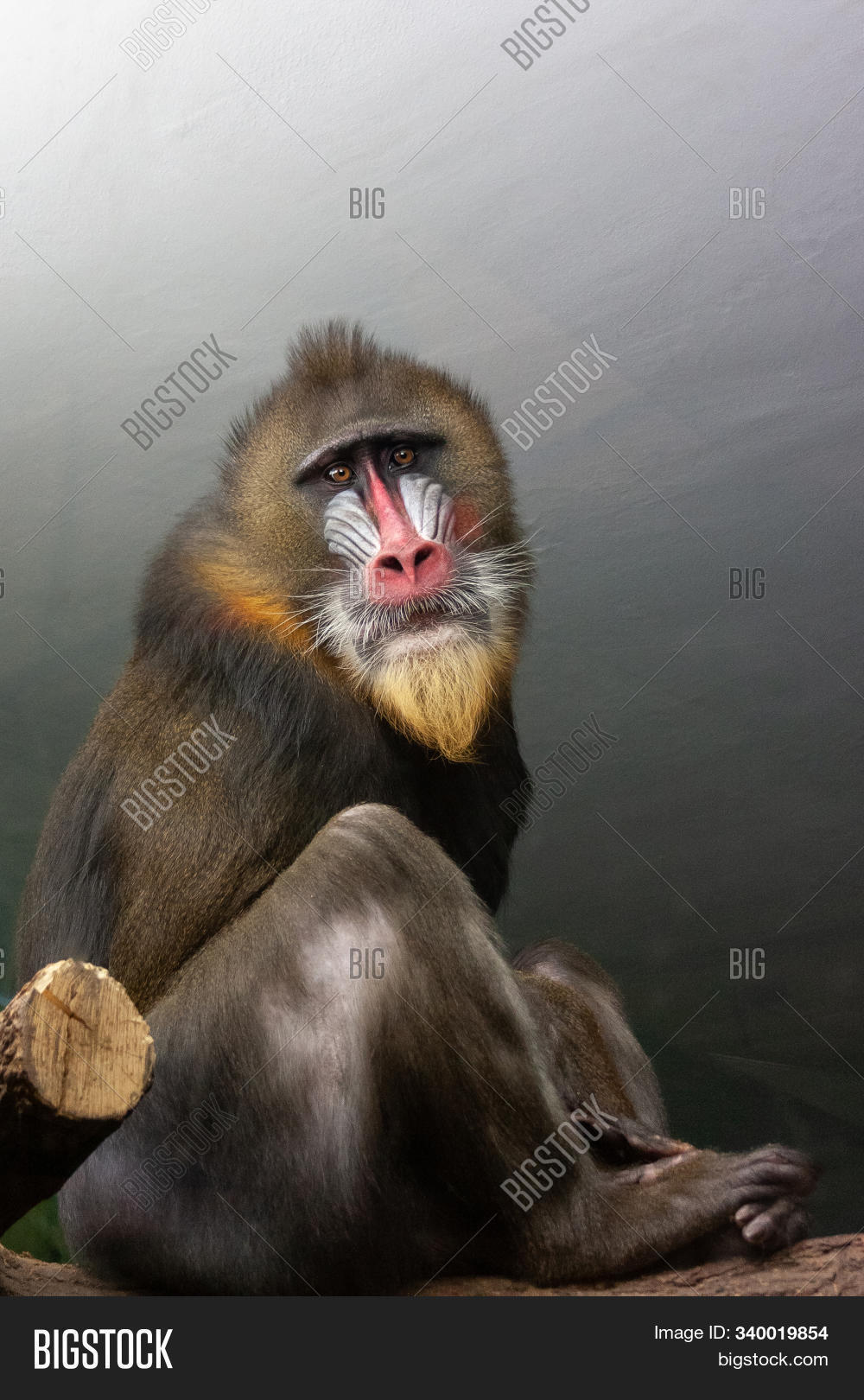 Big Monkey Mandrill Image & Photo (Free Trial) | Bigstock