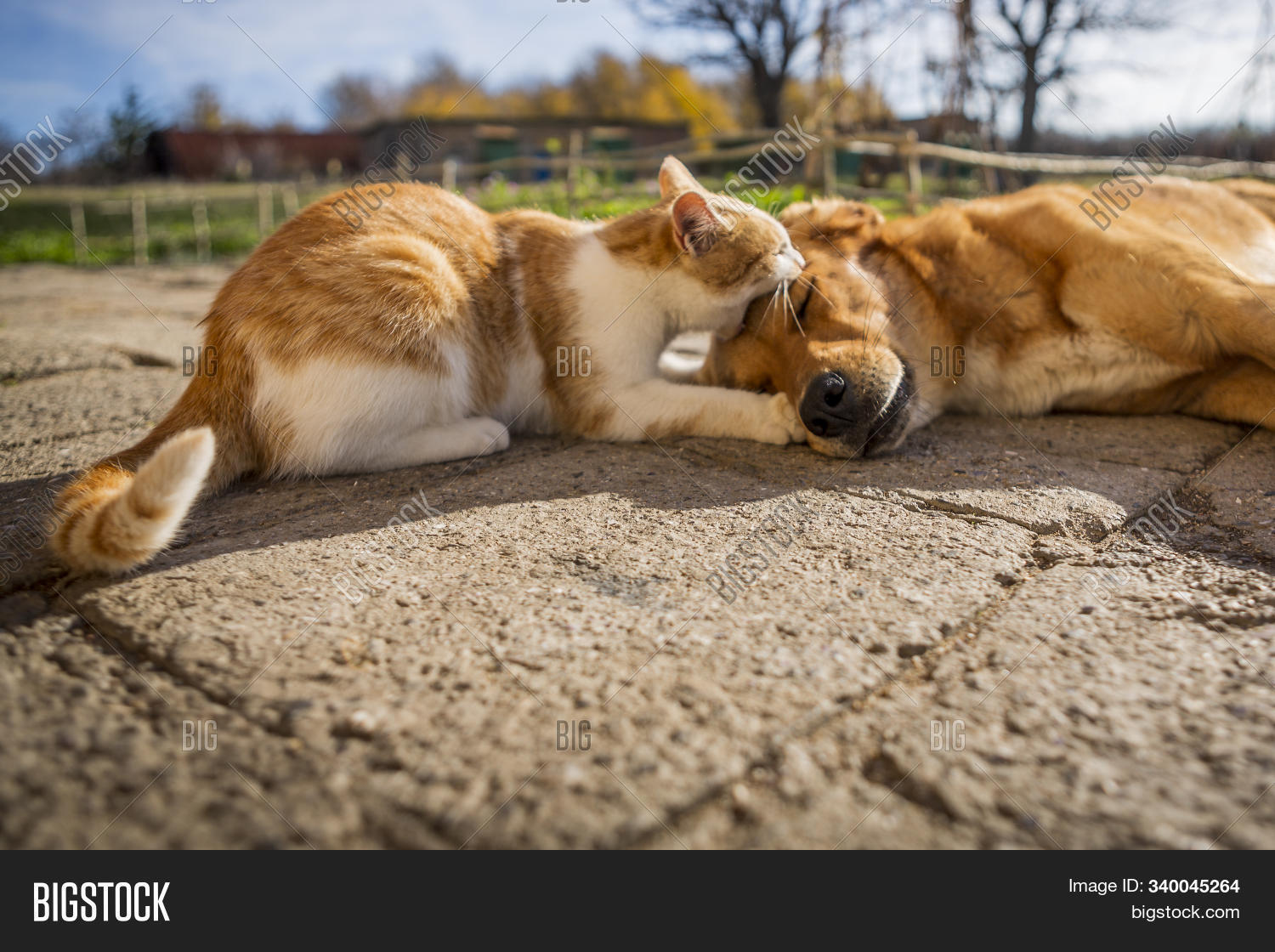 Dog Cat Play Together Image & Photo (Free Trial) | Bigstock