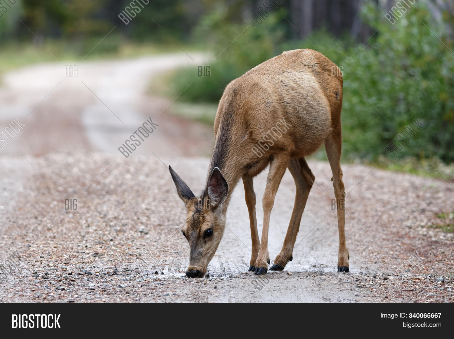 Mule Deer Doe Drinking Image & Photo (Free Trial) | Bigstock