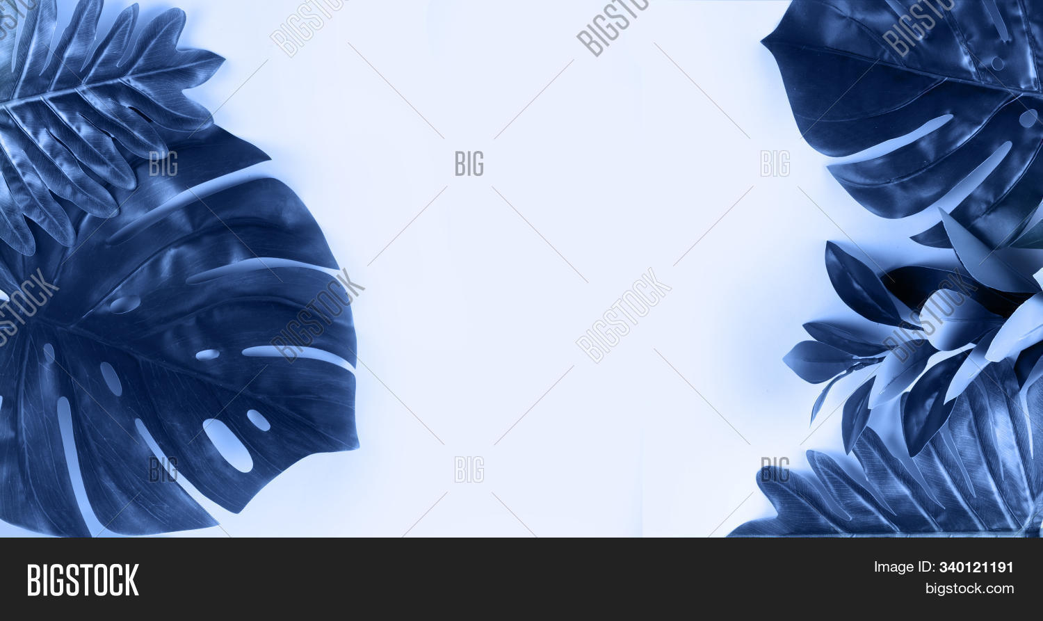 Monstera Green Image & Photo (Free Trial) | Bigstock