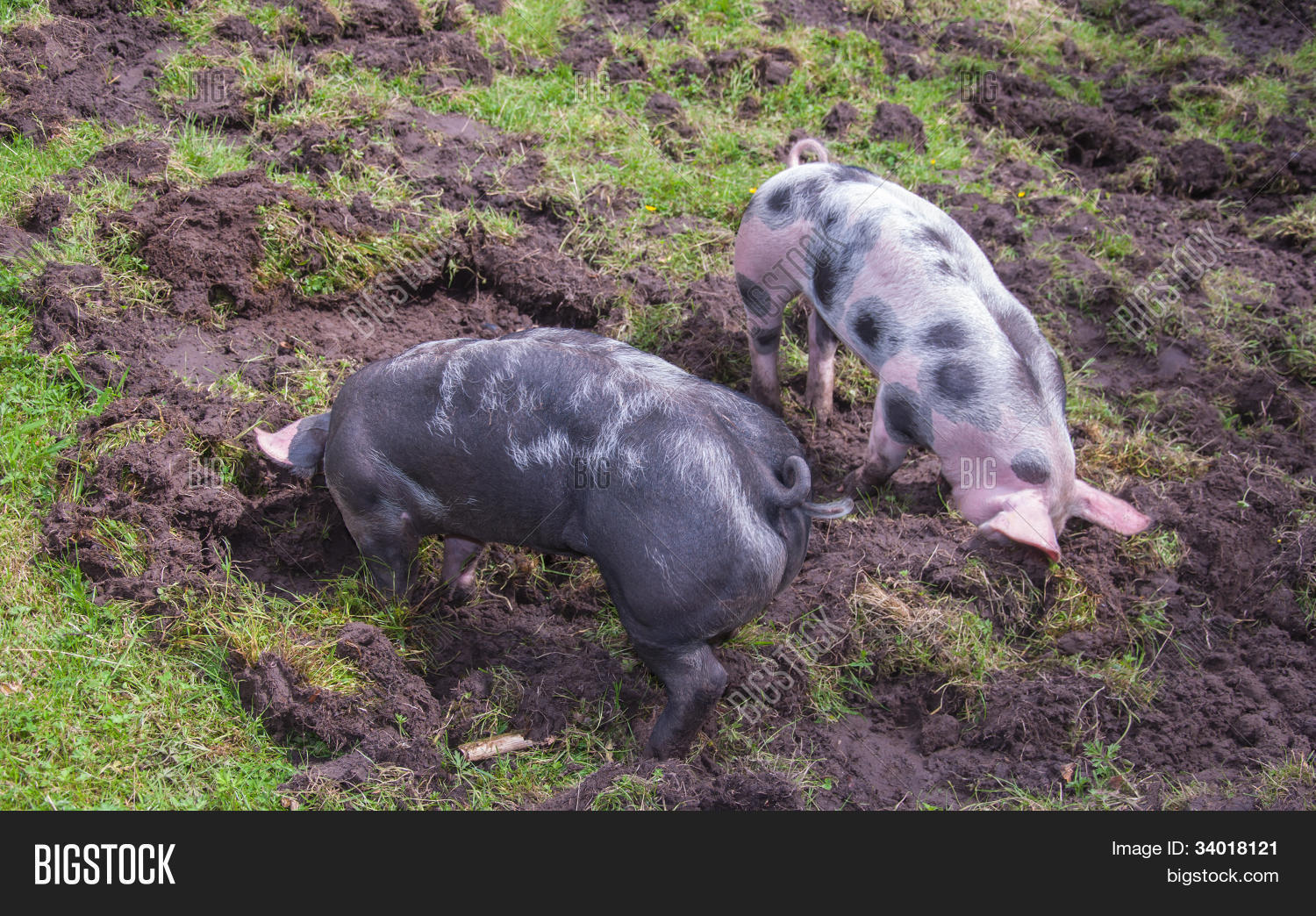 Two Small Piétrain Image & Photo (Free Trial) | Bigstock