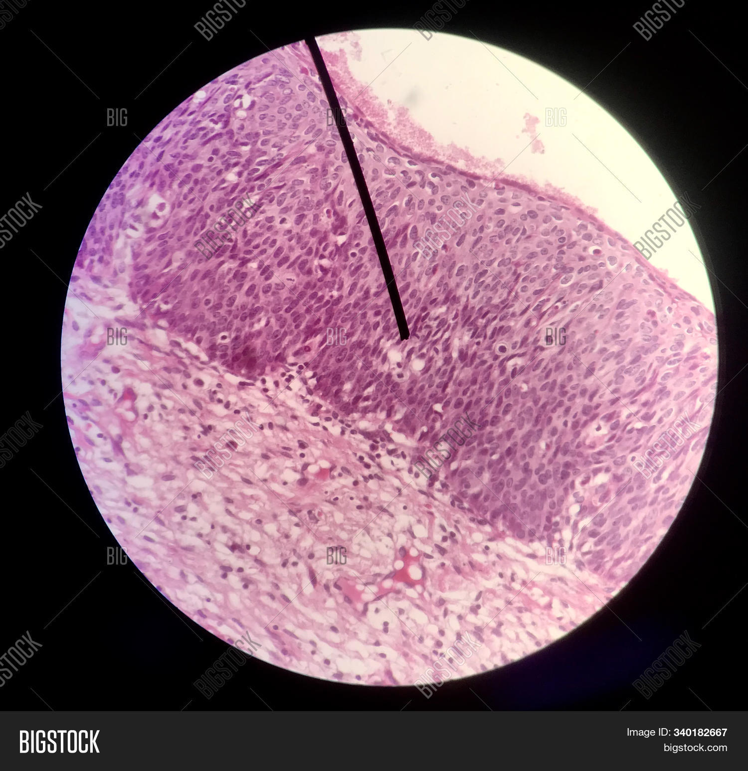 Cells Reproductive Image & Photo (Free Trial) | Bigstock