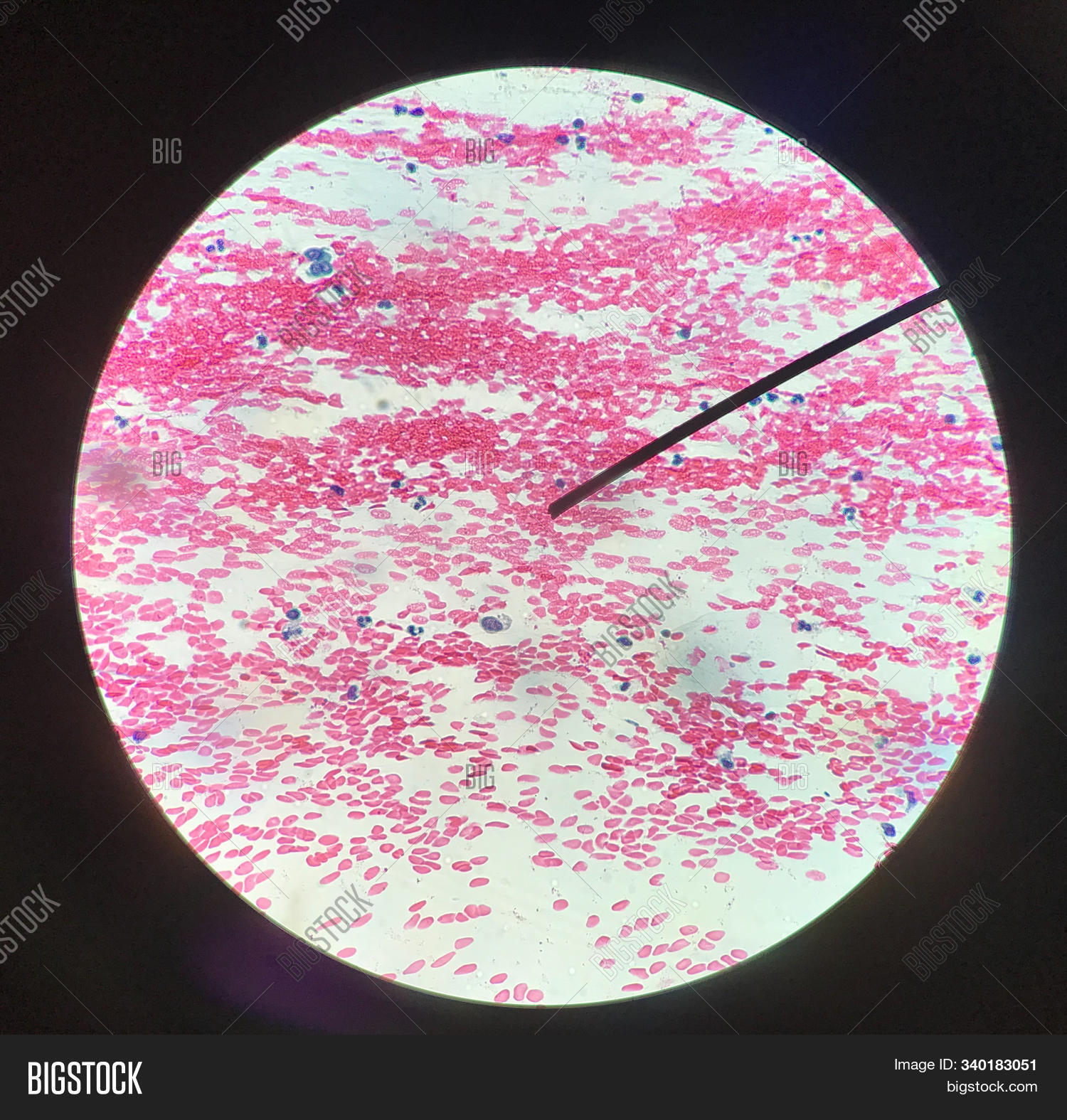 Cells Reproductive Image & Photo (Free Trial) | Bigstock