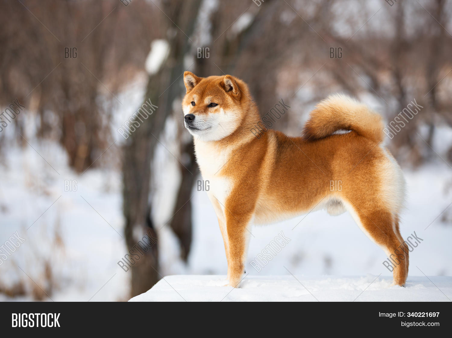 Beautiful Shiba Inu Image & Photo (Free Trial) | Bigstock