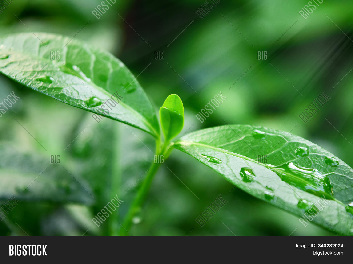 Young Plant Sunlight, Image & Photo (Free Trial) | Bigstock
