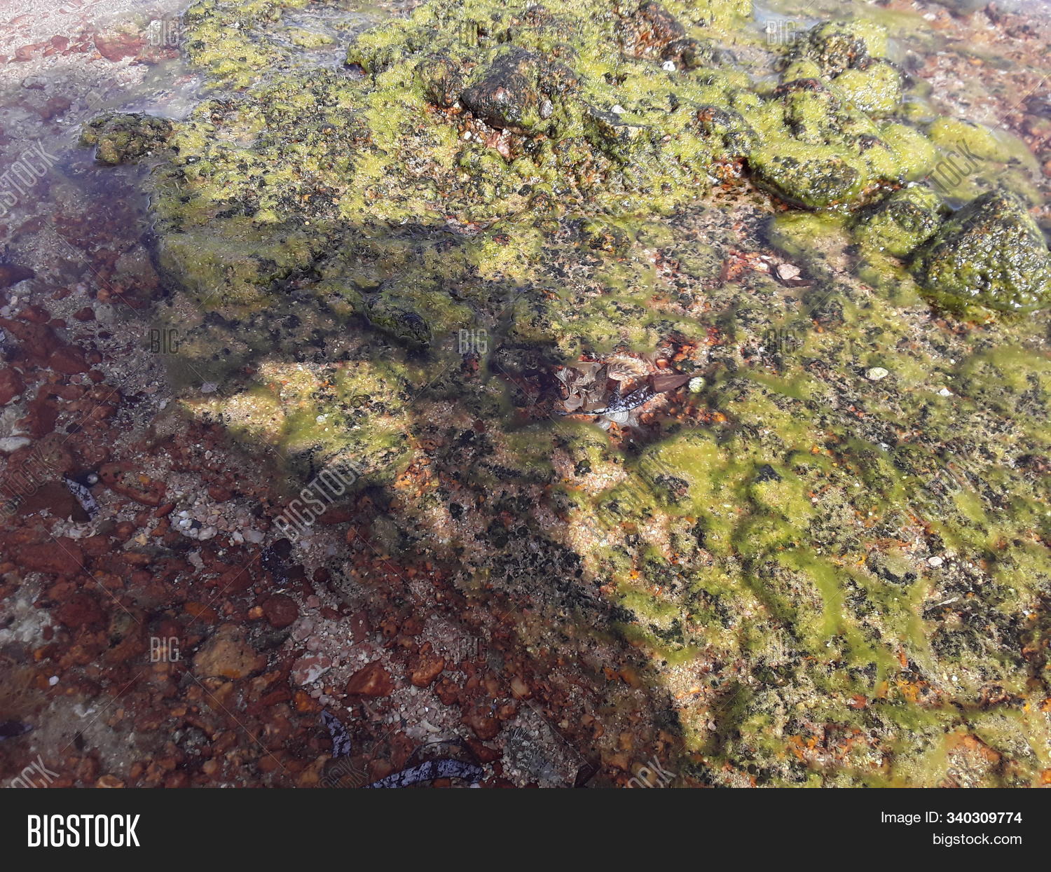 Stone Texture Red Sea Image & Photo (Free Trial) | Bigstock